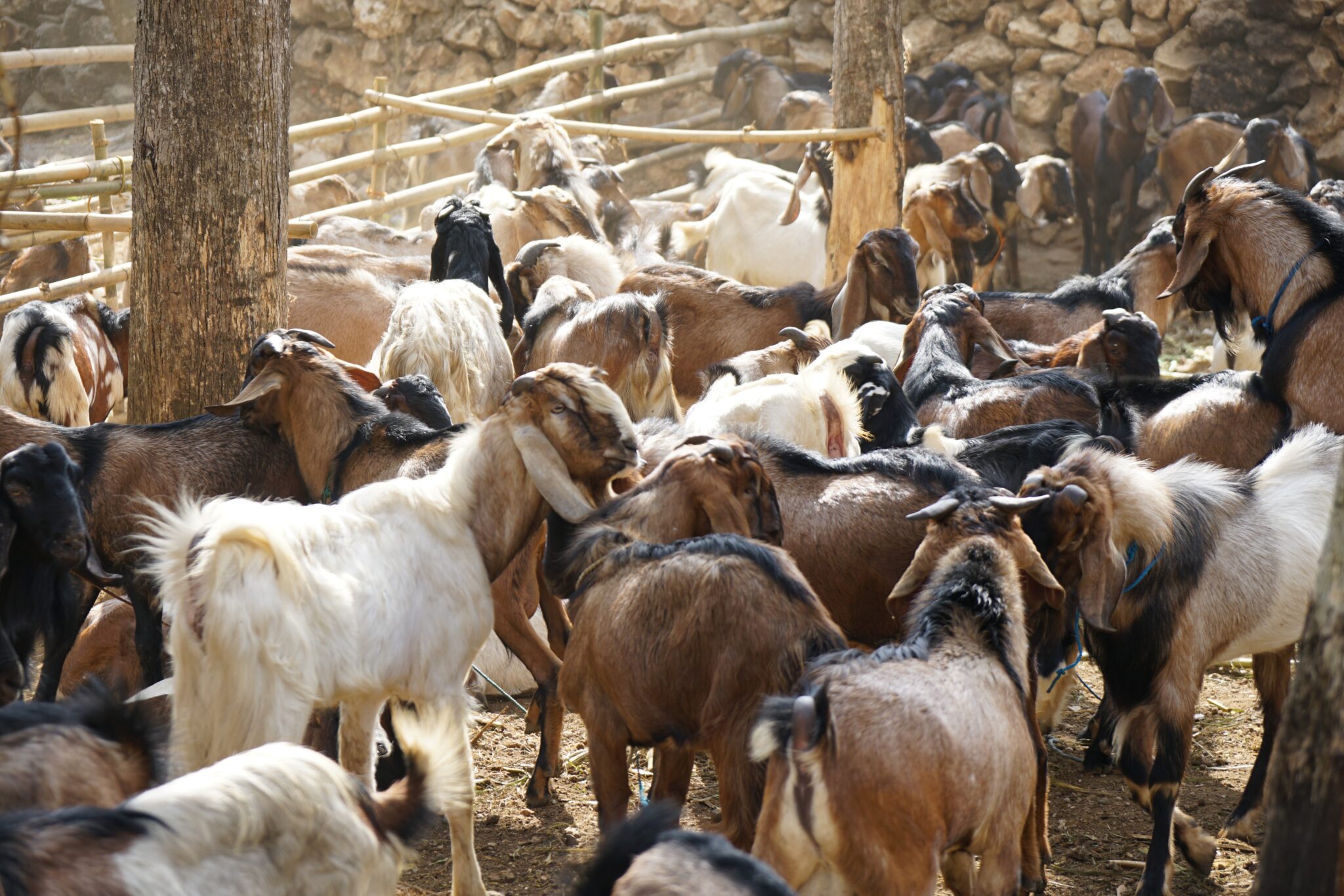 5 Jenis Baka Kambing - Kerjaya Kerajaan